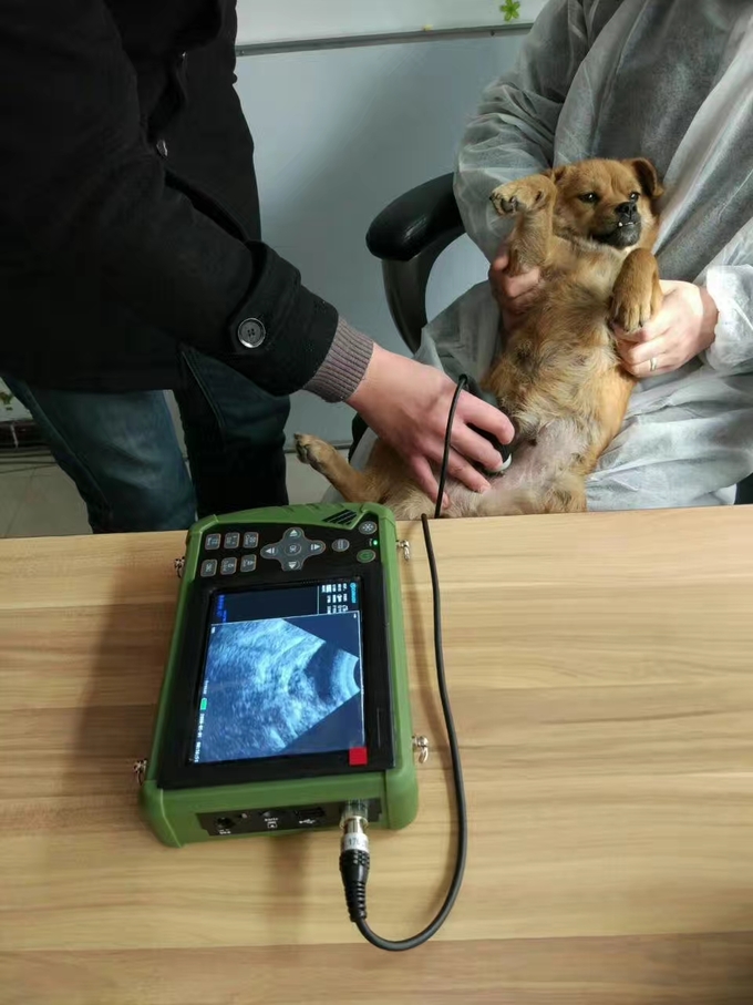 Laptop Veterinary Ultrasound Diagnostic System