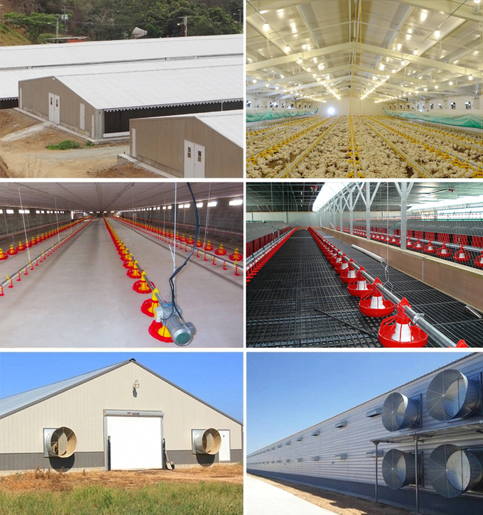 Steel Structure Broiler Chickenâ€‚Poultryâ€‚Farmâ€‚Shed
